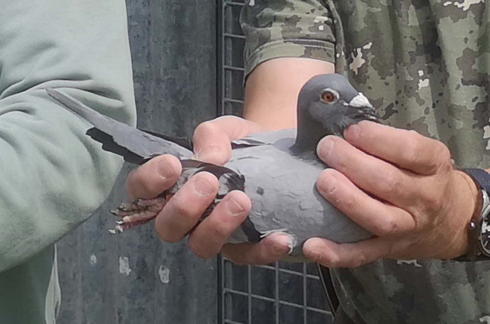 Jean Pachla grâce à sa lignée fantastique remporte une sixième victoire ...