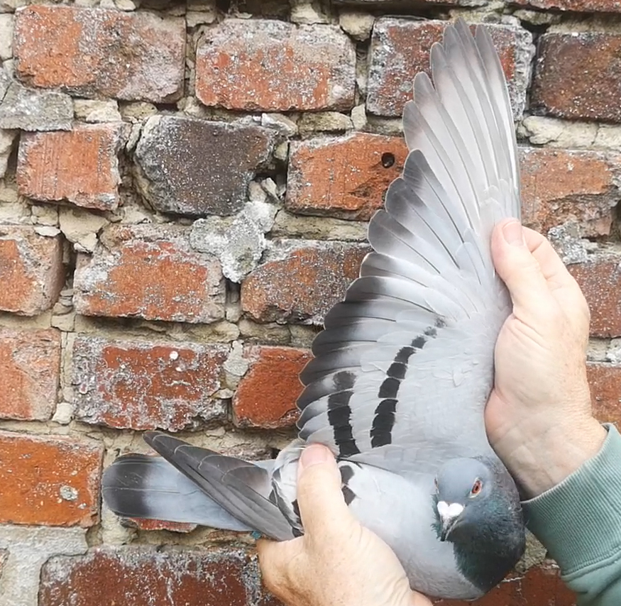 Jean Pachla grâce à sa lignée fantastique remporte une sixième victoire ...