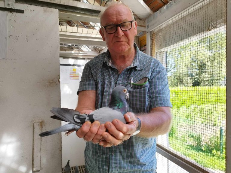 Daniel Gambart, l'incontournable du groupement de Boulogne - Pigeon Master