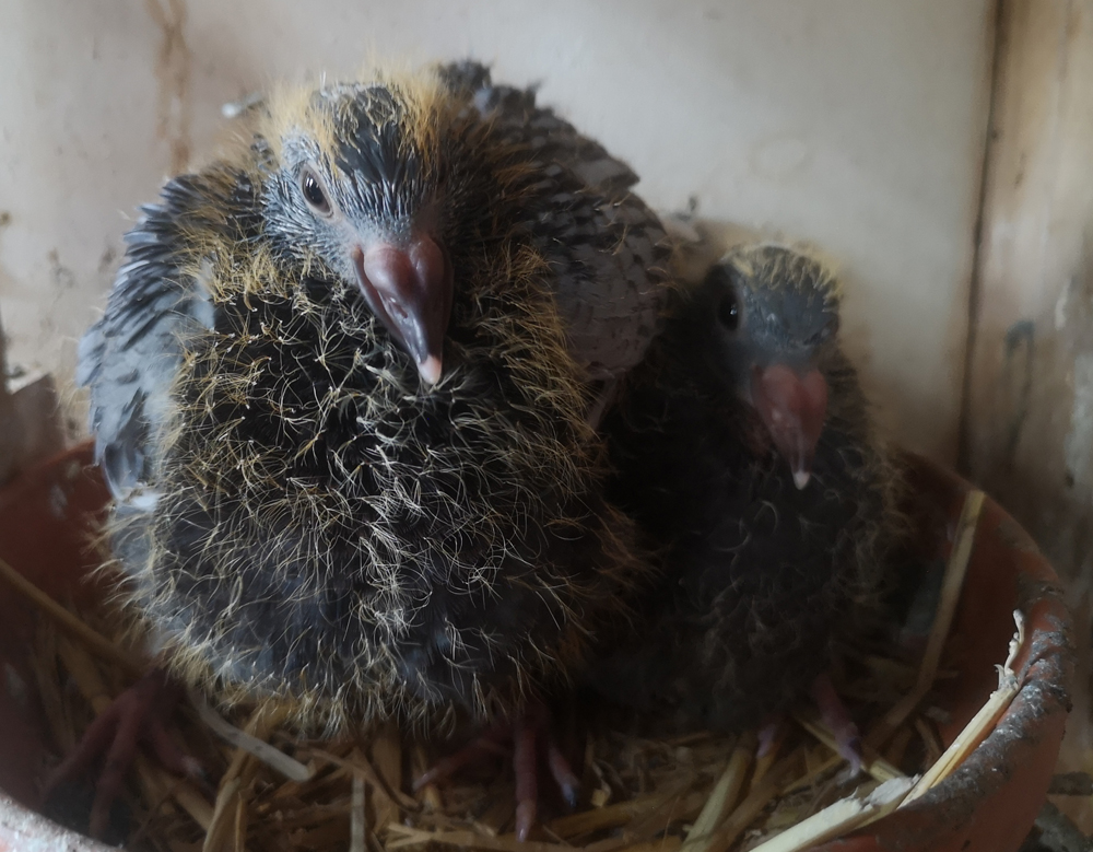 Feeding during moult: What, When, How (Part 2) - Pigeon Master