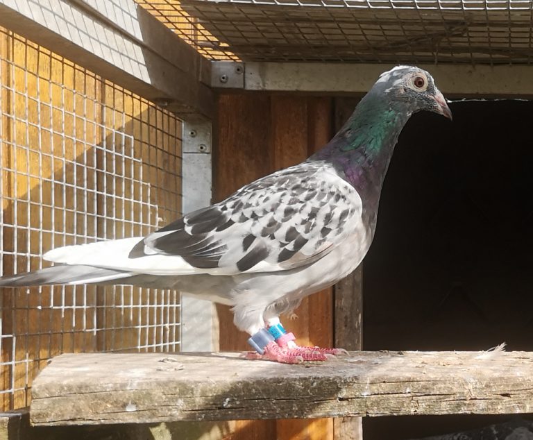 Feeding during moult: What, When, How (Part 2) - Pigeon Master