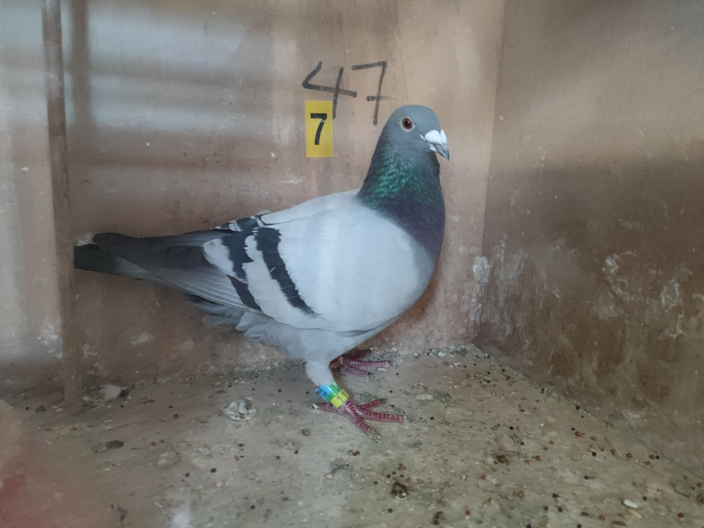 Pigeons de course du colombier Richard ROGE: Article de Pigeons Master