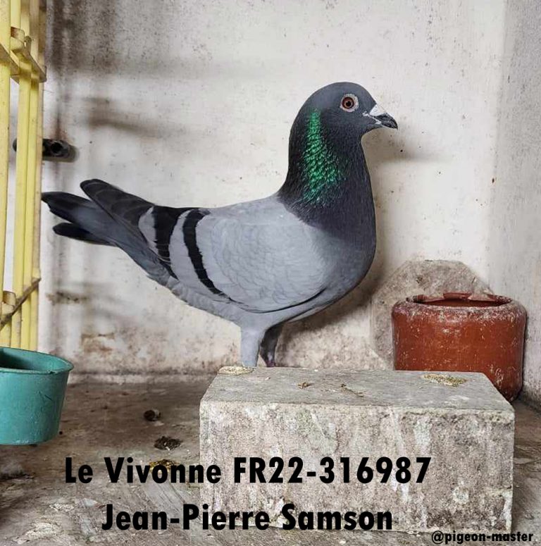 Exploit du Pigeon de Jean-Pierre et Geneviève Samson sur Vivonne ...