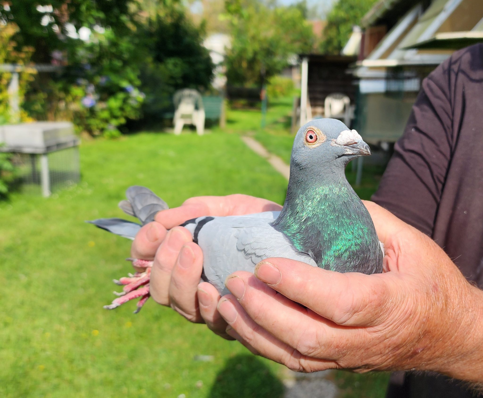 Accueil - Pigeon Master
